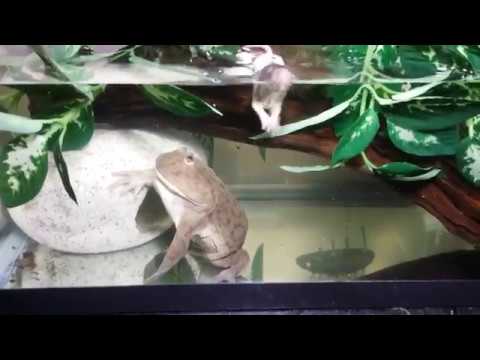 Warning! Budgett's Frog Eats Live Rat - YouTube