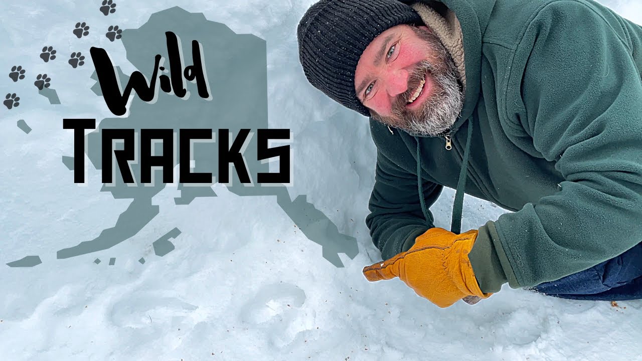 Alaska Cabin Life WILD ALASKAN ANIMAL TRACKS ON OUR HOMESTEAD - WHO'S ...