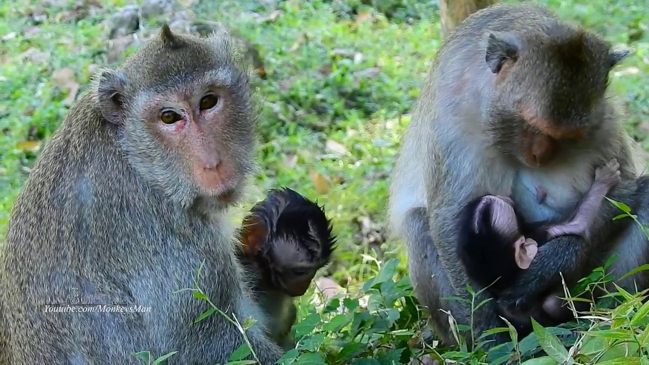 So Tiny Jewel Baby Monkey, Tarzana Get Wet, Daily Monkeys Man#1206 ...