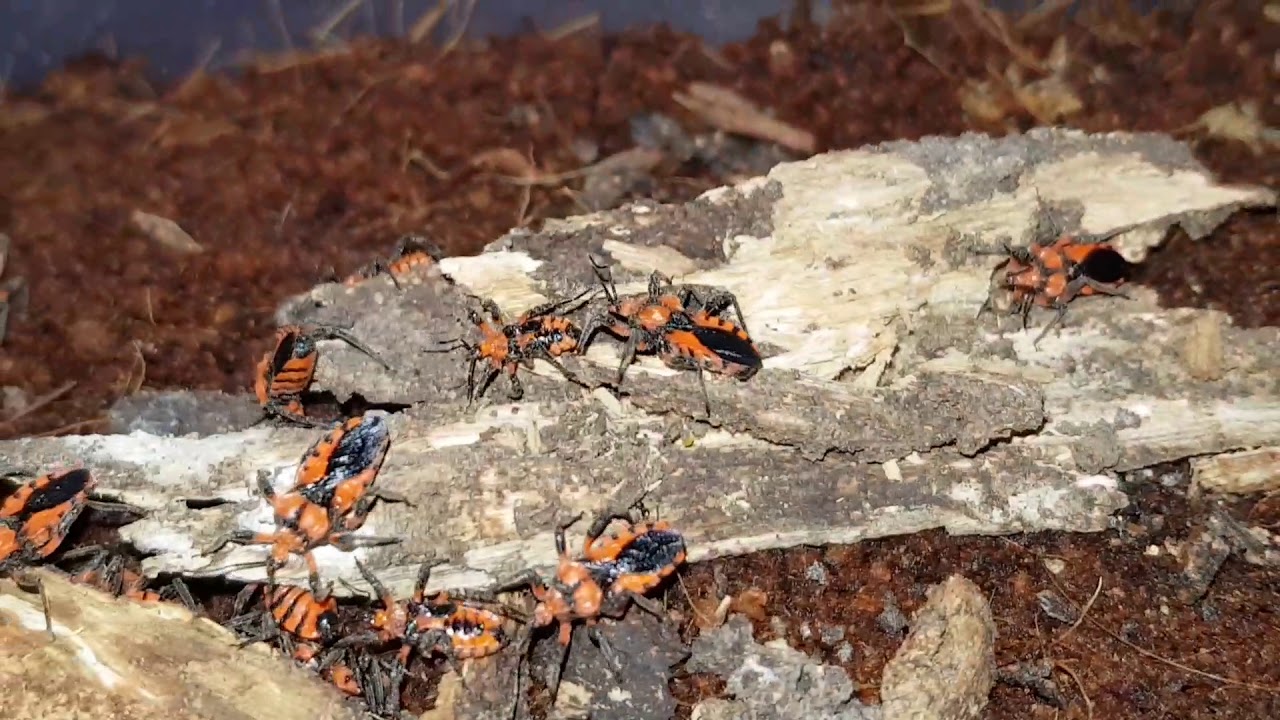 Termite Assassin Bugs - YouTube