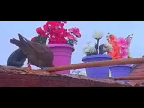 Rare and Unique Birds Feasting on a Delicious Meal - YouTube