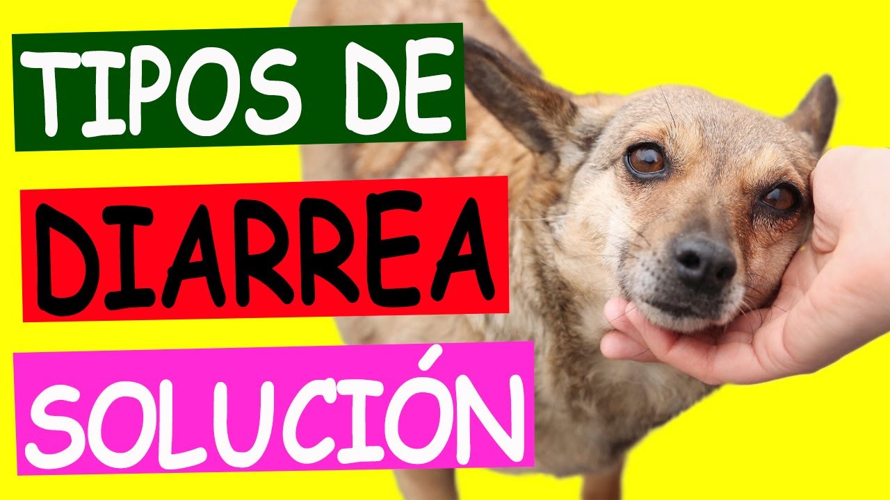 Tipos de DIARREA EN PERROS: Una Guía Completa - YouTube