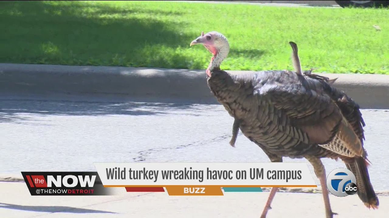 Wild turkey roaming University of Michigan - YouTube