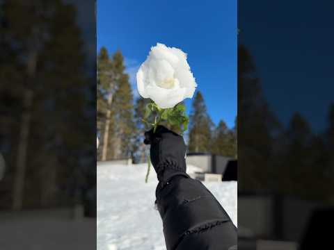 Making a snow rose in the Austrian Alps! #satisfying #snow #diy #nature #beautiful #viral #art