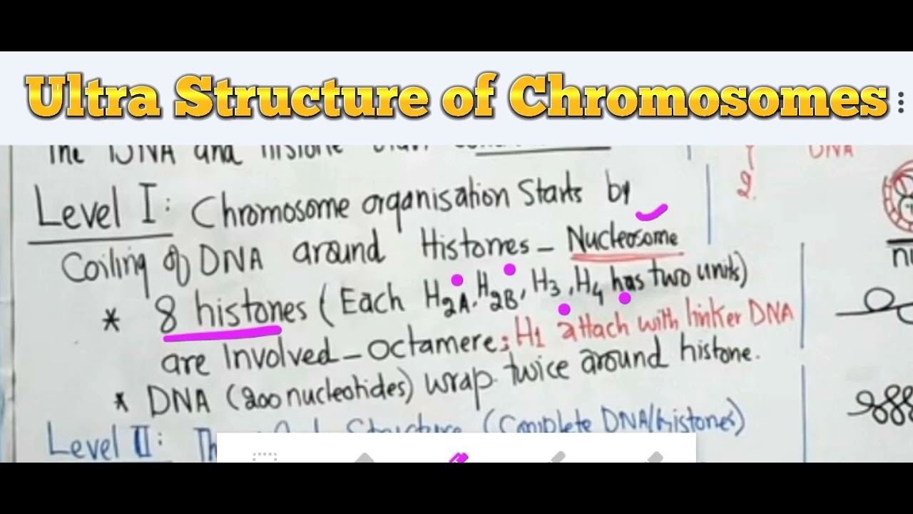 Chromosome| Ultra Structure| simplified - YouTube