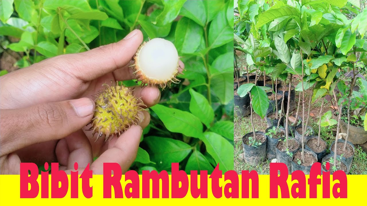 Pohon Rambutan Rapiah