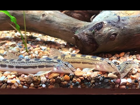 オオシマドジョウ Japanese striped loach, Ooshima-dojou Cobitis sp. BIWAE type A ...