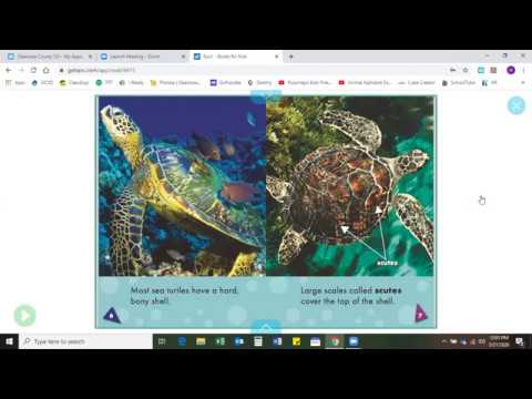 Sea Turtles Read Aloud - YouTube