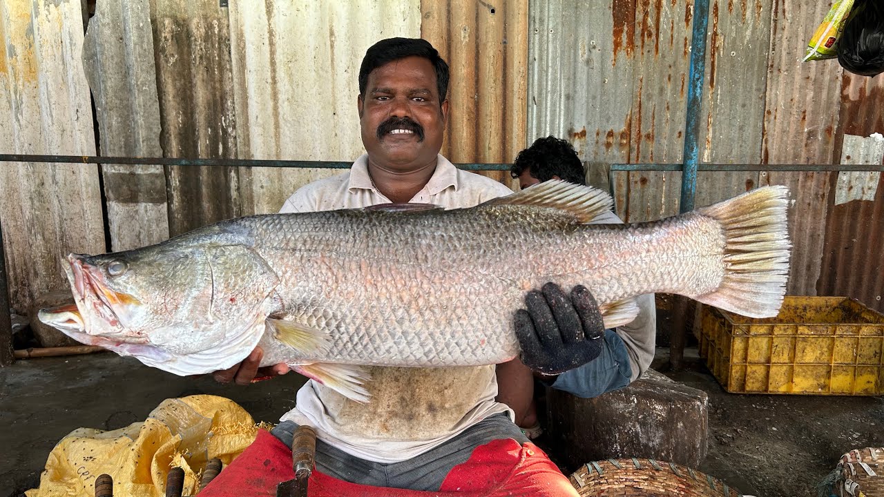 ORIGINAL KODUVA FISH 🐟 KASIMEDU FISH MARKET AMAZING CUTTING SKILLS # ...