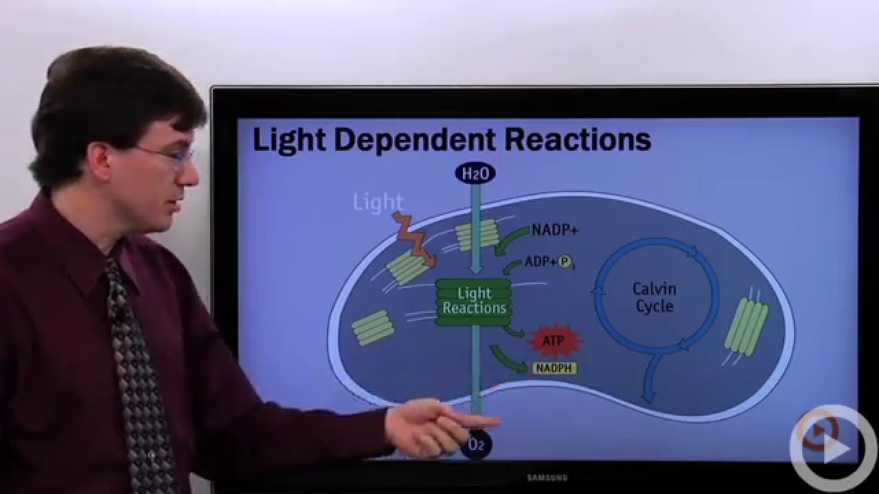 Light Dependent Reactions(HD) - YouTube