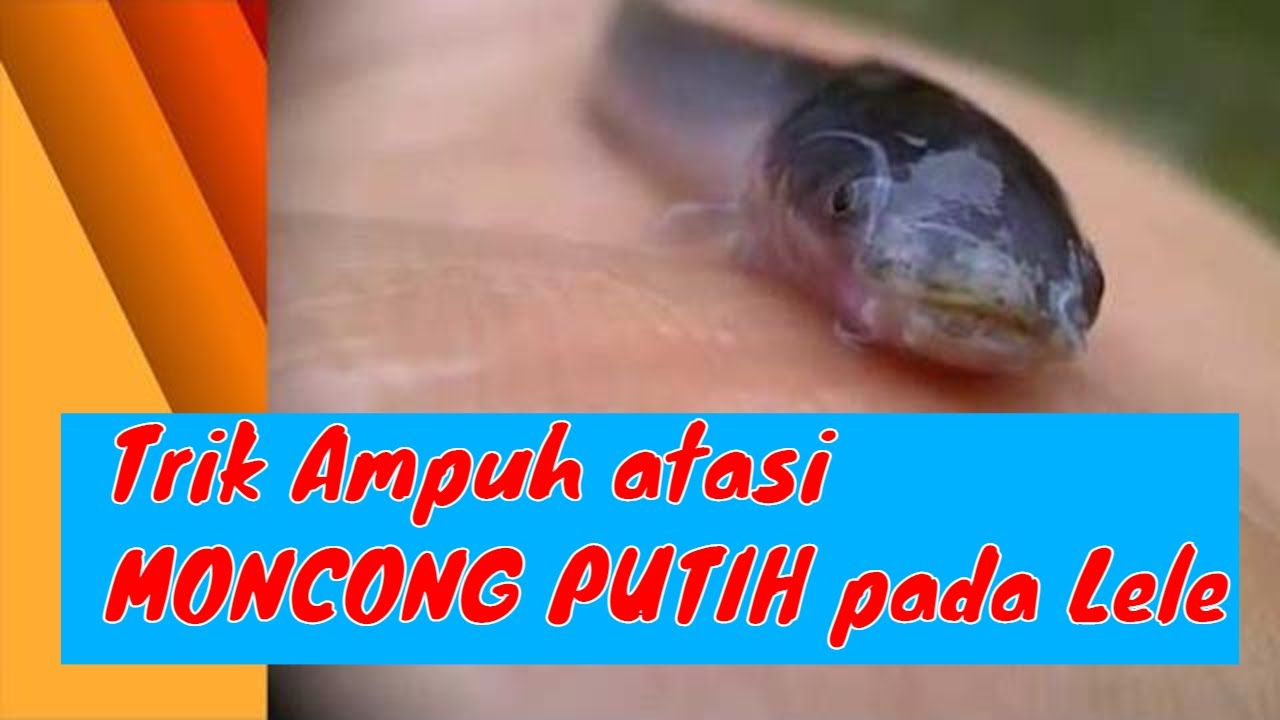 Trik ampuh atasi moncong putih pada lele - YouTube