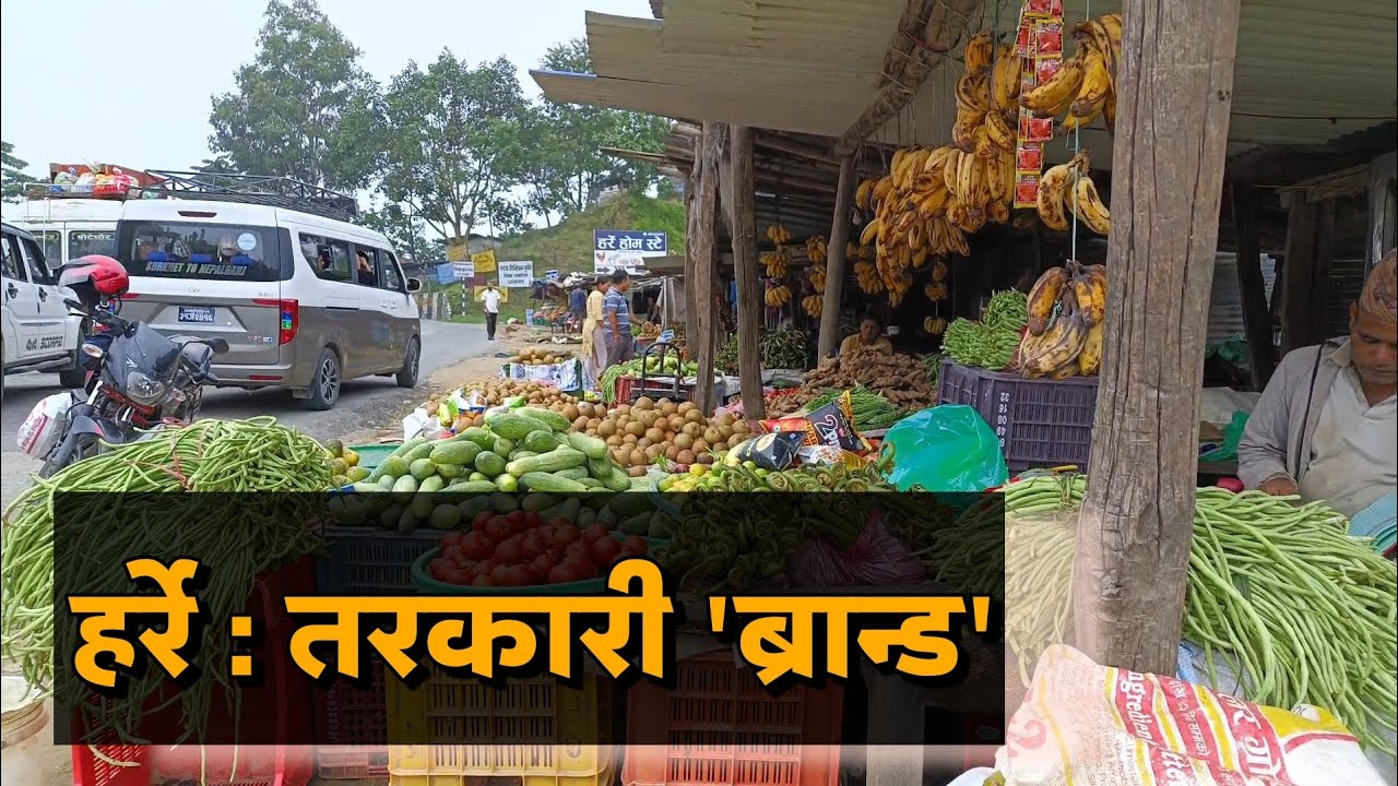 कर्णालीकाे तरकारी पकेटक्षेत्र हर्रे । जहाँ नपाइने कुनै तरकारी छैन ...