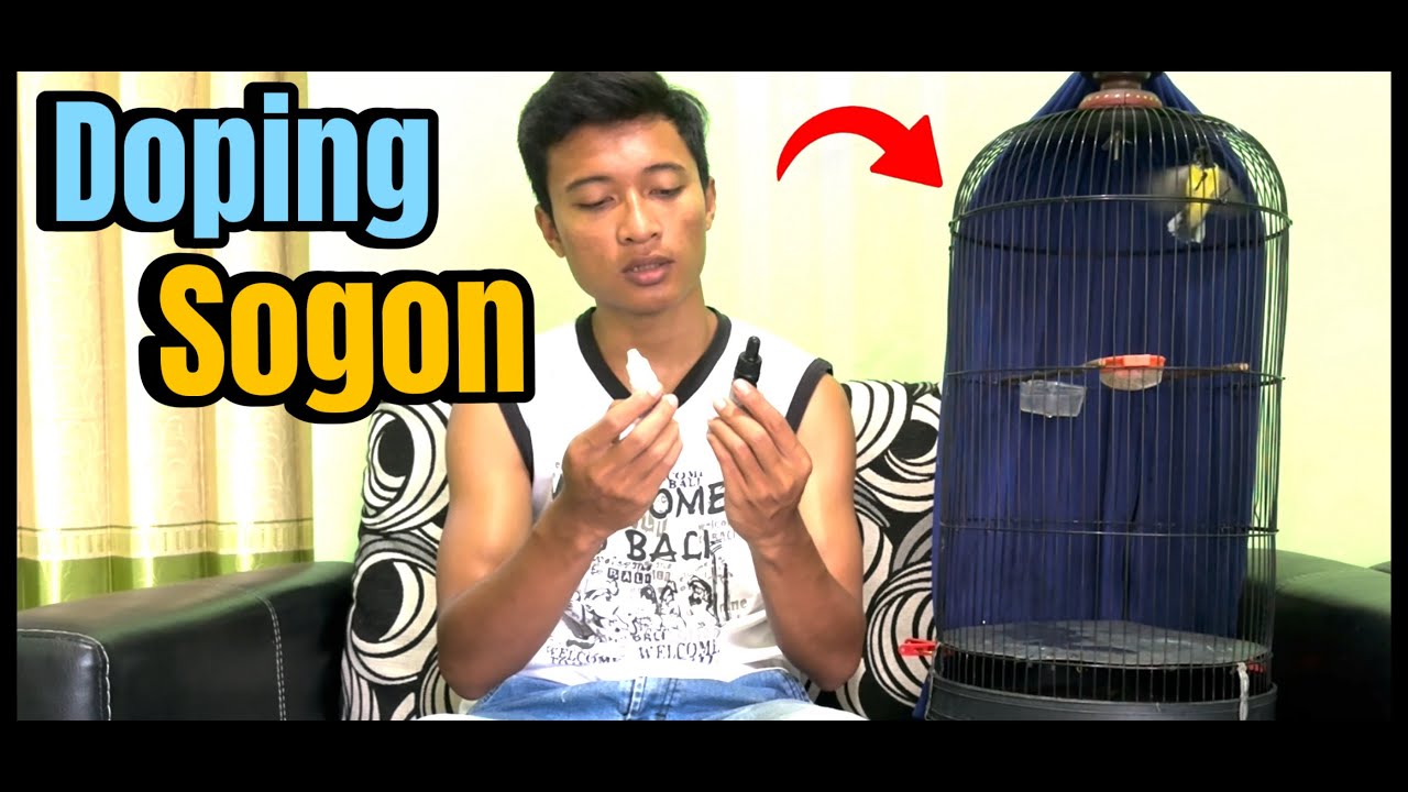 Testimoni doping untuk sogon‼️ - YouTube