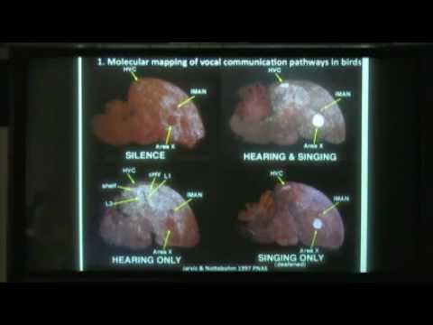 Brain Evolution: How Birds and Humans Learn to Sing and Talk by Dr ...