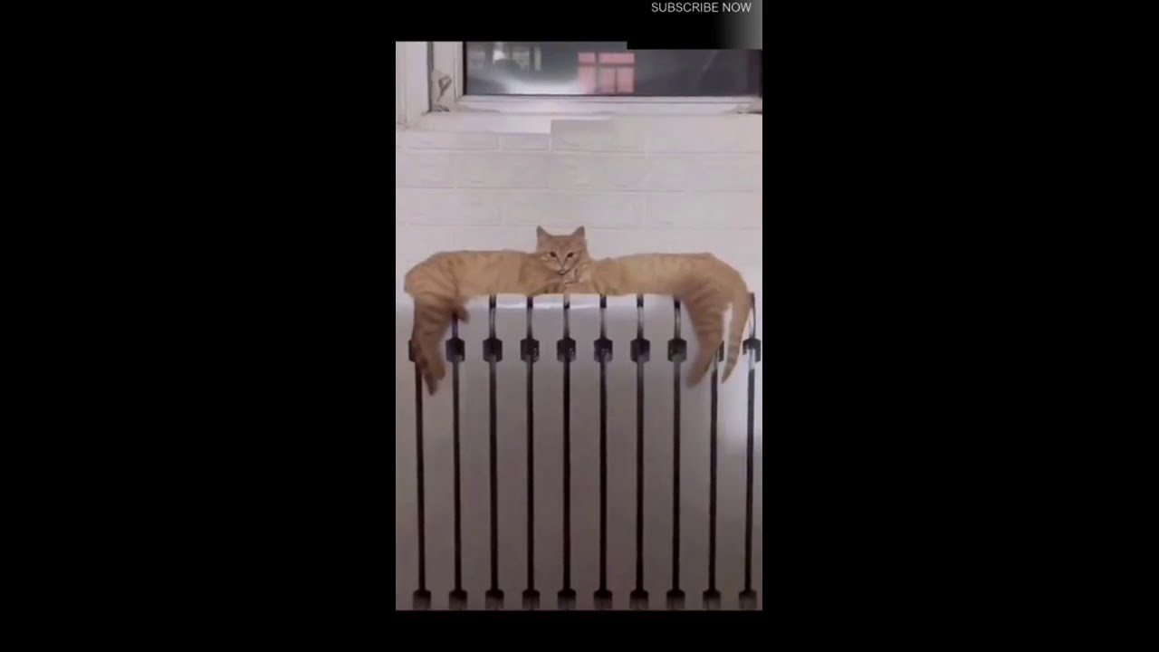 A cat with a strange appearance, Very Funny - YouTube