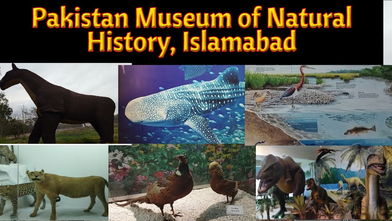 Pakistan Museum of Natural History | Islamabad | Animal Species ...