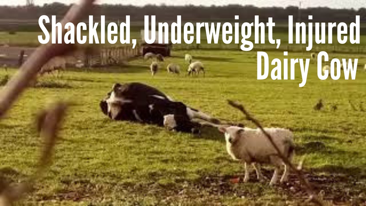 Shackled, Underweight, INJURED Dairy Cow Left in Field (Dairy Farming ...