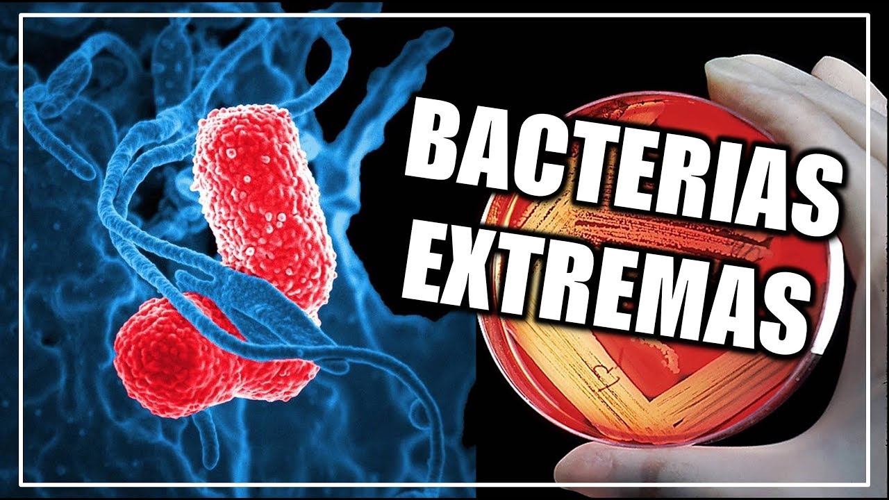 Extremófilos: ¡Bacterias al extremo! | BACTERIOLOGÍA - YouTube