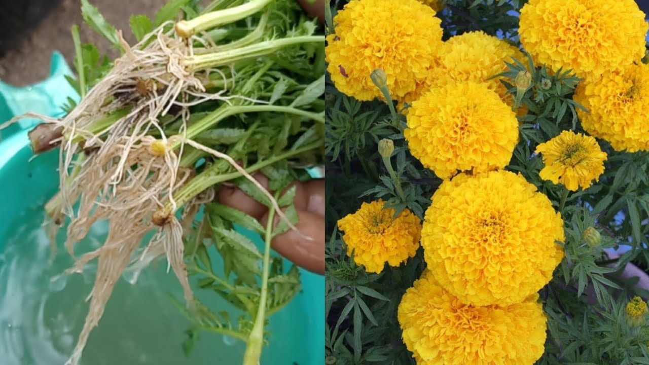 marigold cuttings in sand #gardening #marigold #marigoldcuttings#sand ...