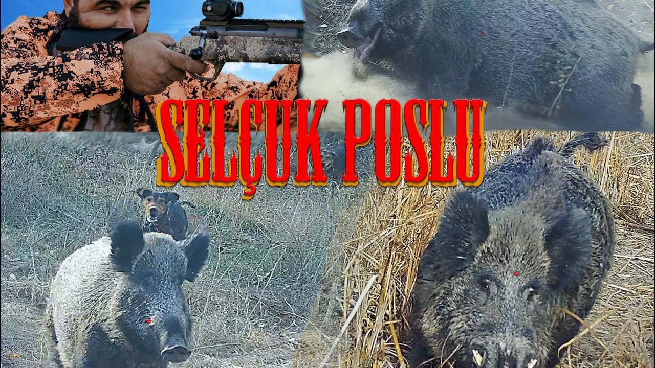 EN İYİ DOMUZ SALDIRISI.ÇİFTLEŞME ZAMANINDA DOMUZLAR DAHA SALDIRGAN ...