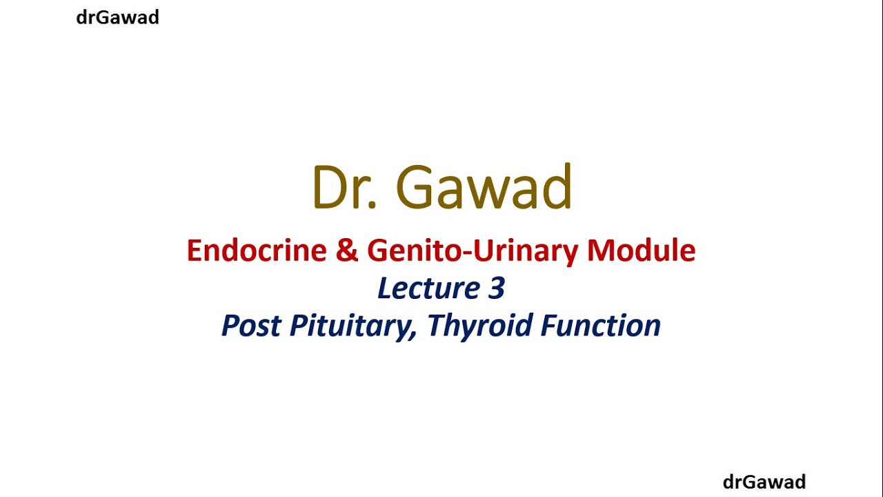 Endocrine: Lecture 3 - Post Pituitary, Thyroid Function - YouTube