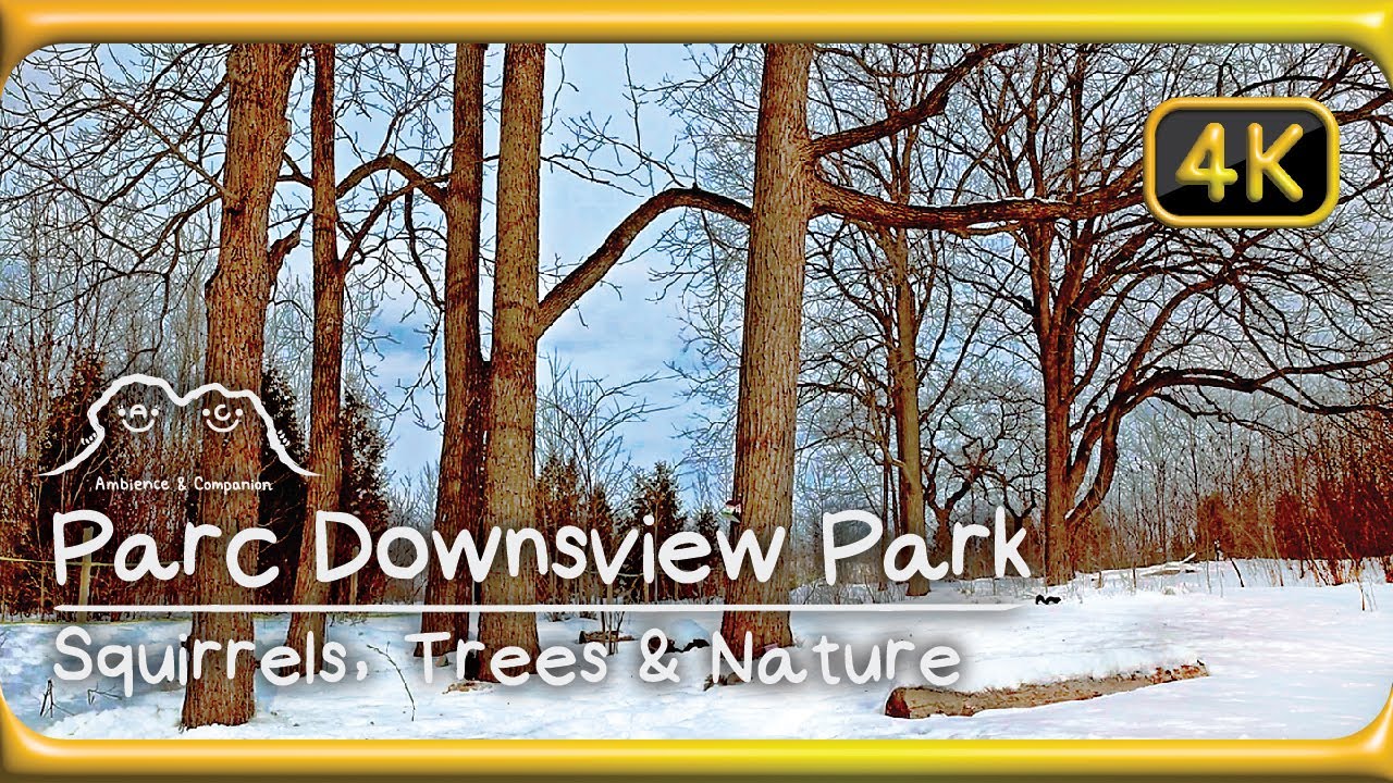 Downsview Park Toronto Canada … Squirrels Trees Nature Ambience … relaxing sound 4K study work ...