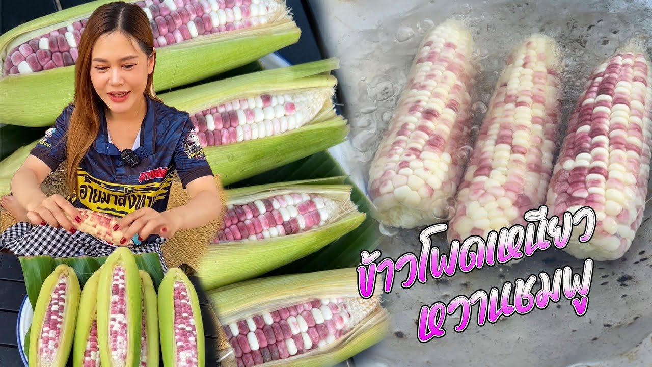 ข้าวโพดแซ่บลืมผัว สีสวยมาก “sweet pink” |พากินพาแซ่บ MT Channel - YouTube