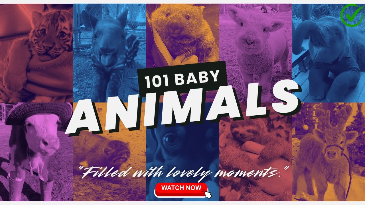 The WEEKLY DOSE Of 101 Baby Animals SO Cute You've Been WAITING For ...