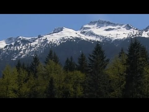 How Do Forest Fires Affect Insects