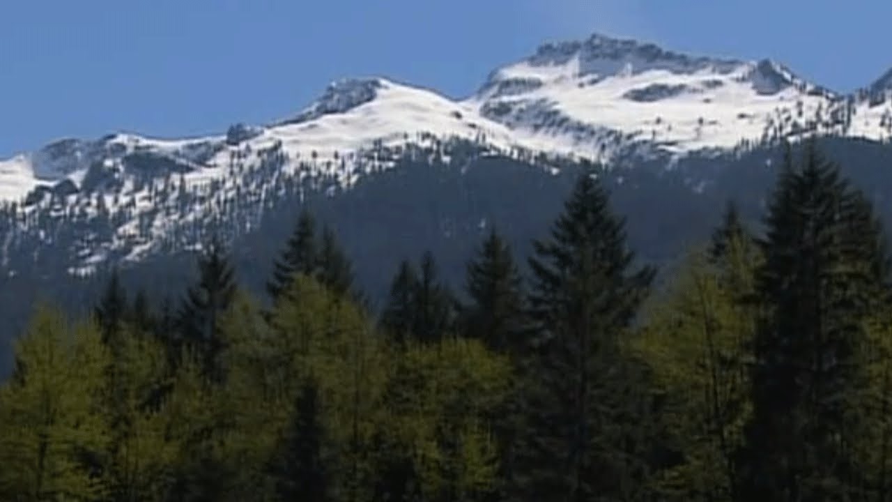 Insects and the Forests of the Pacific Northwest - YouTube