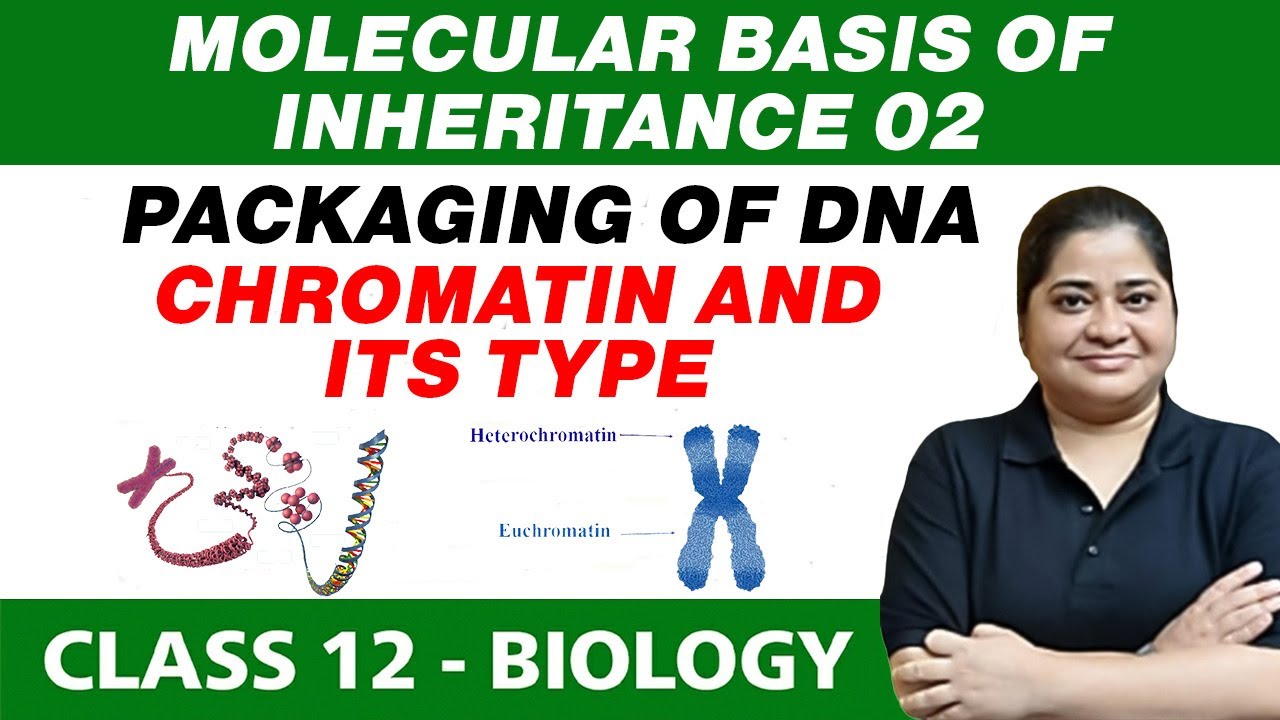 Molecular Basis of Inheritance 02 : Packaging Of DNA, Chromatin & it's ...