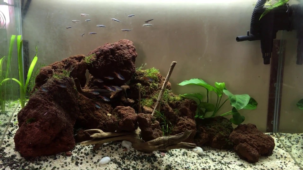 Lava Rock Aquascape!!! - YouTube