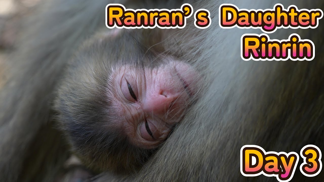 【赤ちゃん・ニホンザル・4K動画】Ranran’sDaughter Rinrin Day 3 of Birth - YouTube