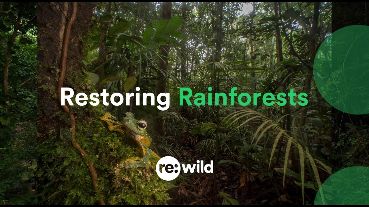 Restoring Rainforests - YouTube