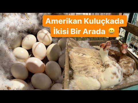 Amerikan Ördekleri Kuluçkada İkisi Bir Follukta Yatıyor..
