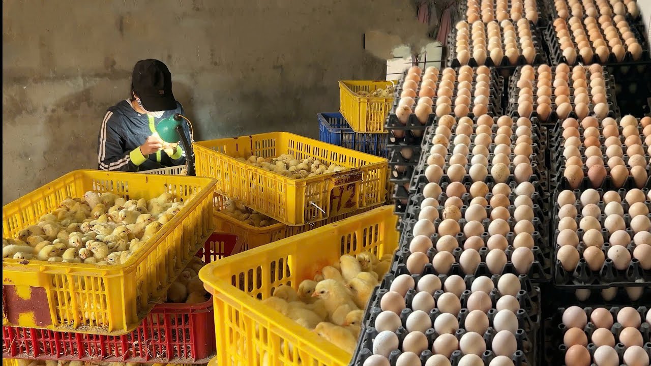 Turning thousands of eggs into chicks – the hatching process from the ...