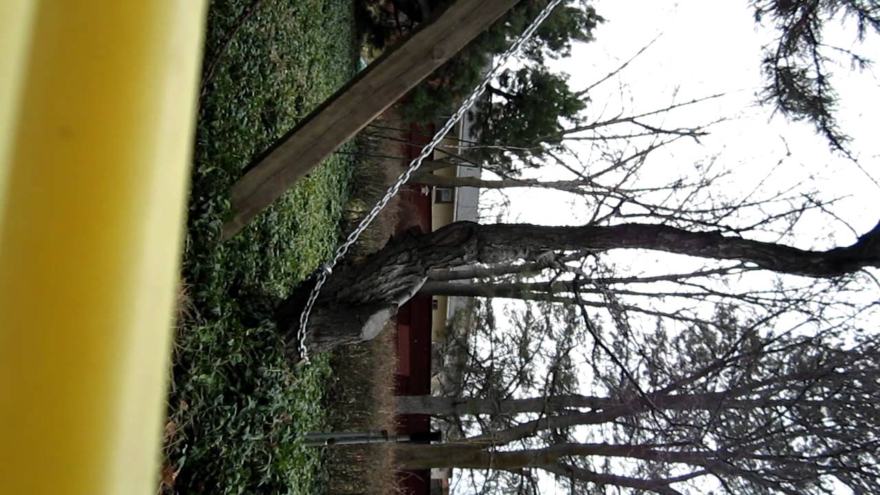 Rip tree out of the ground using only hand tools. No truck involved ...