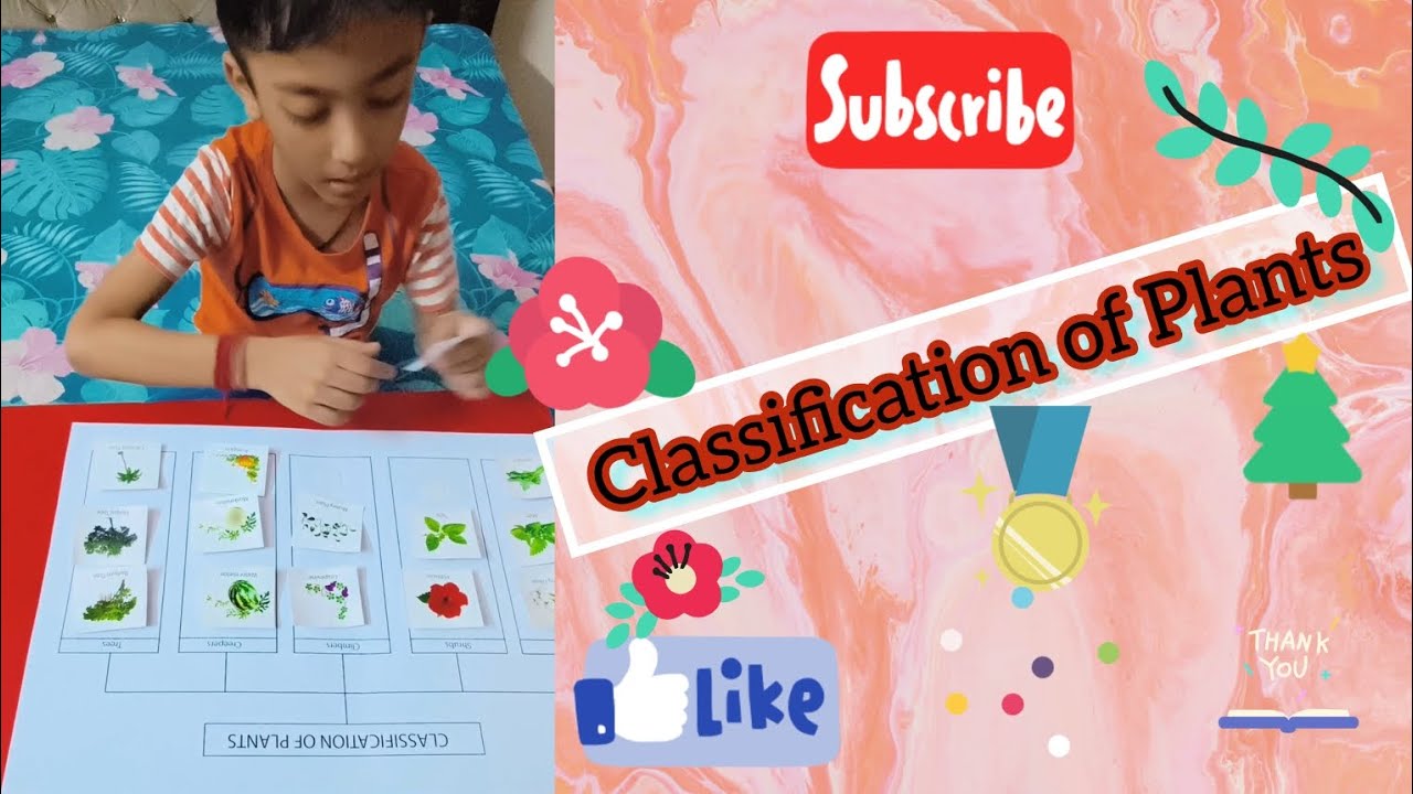 classification of Plants 🌵|| types of plants with examples 🌳🌿🌾 ...