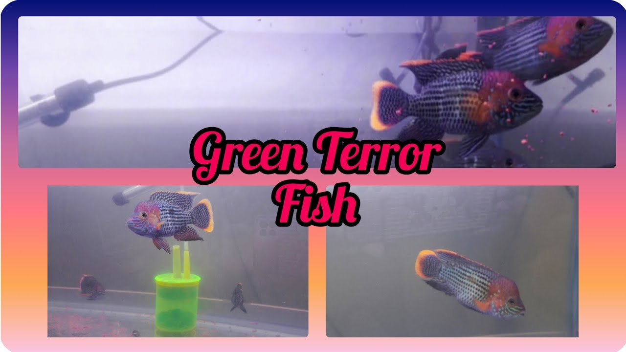 Green Terror Fish/MY green terror fish feeding time - YouTube