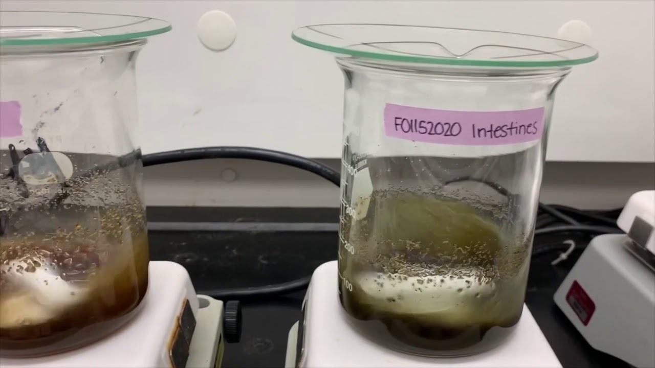 Examining Microplastics in Fish - YouTube