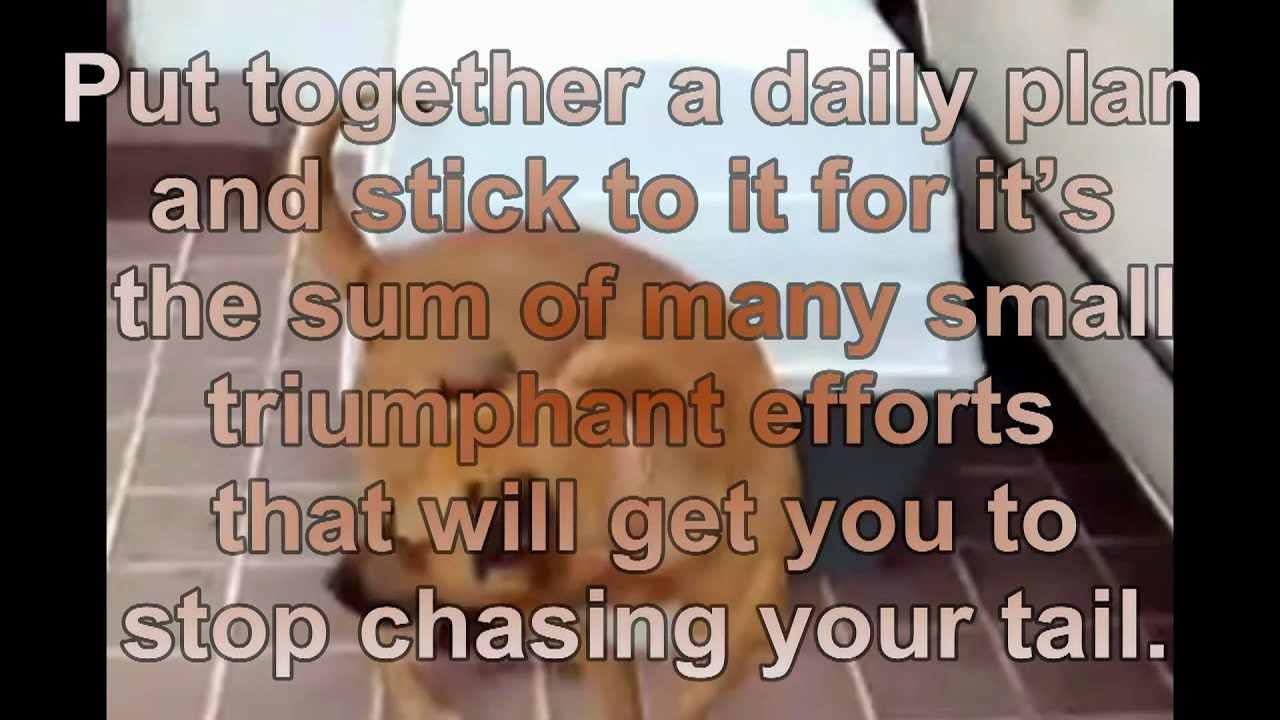 The Daily Motivation STOP CHASING YOUR TAIL! - YouTube