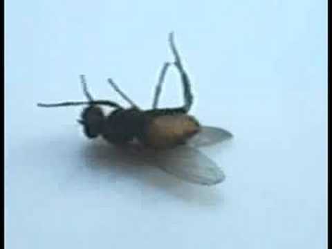 Dying Fly has his last Buzzzzz - YouTube
