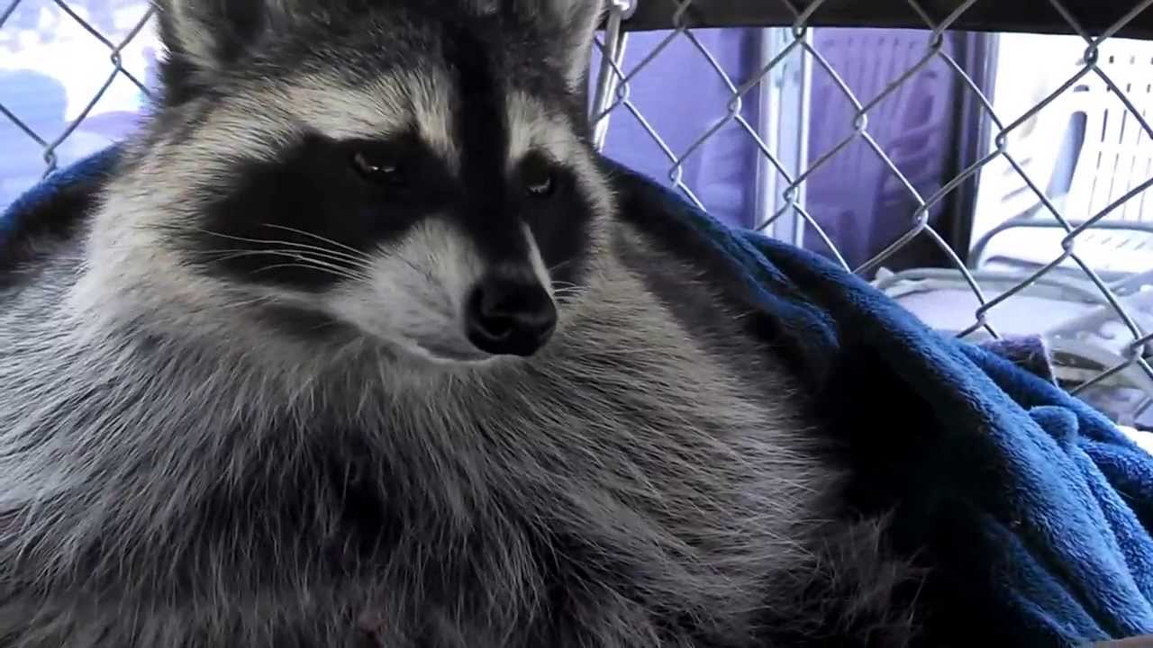 RACCOON LOVING AND KISSING - YouTube