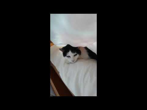 3 Hours Realxing Jazz, Stress Relief, Saxophone Music, Meditation, Yoga, Background music