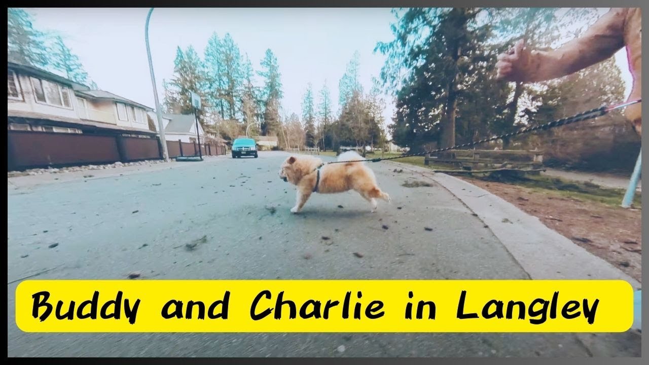 VOL12 - Buddy and Charlie in Langley BC #langleybc #calgary #卡加里 ...
