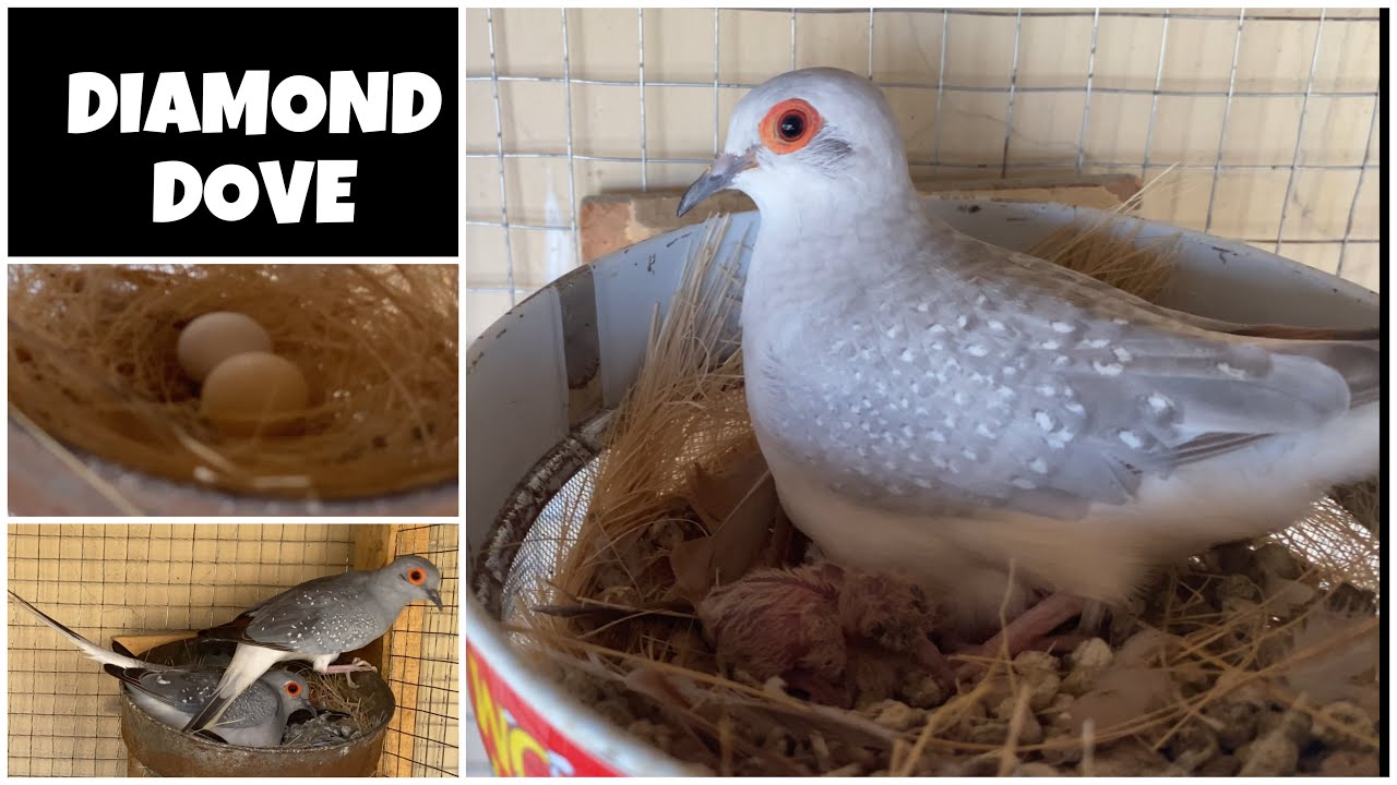 China Dove / Diamond Dove Information In urdu / Hindi | Pets Vlog - YouTube