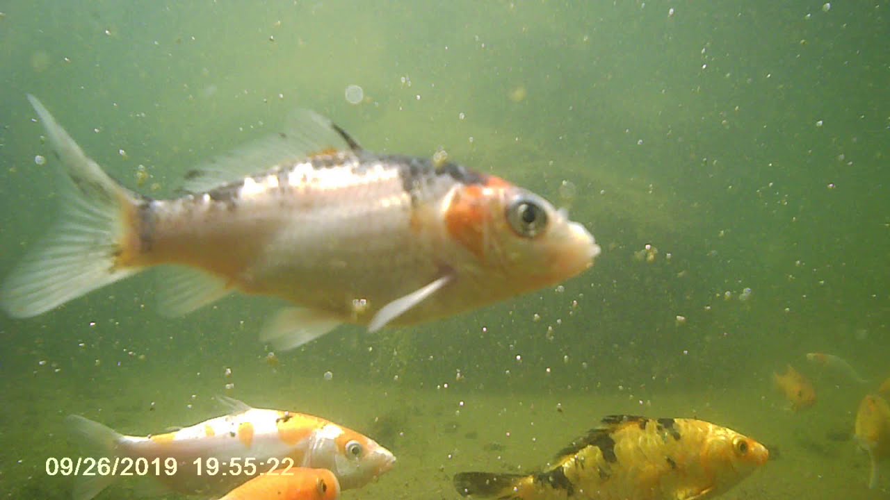 Koi y tencas en estanque. Koi and golden tench in pond - YouTube