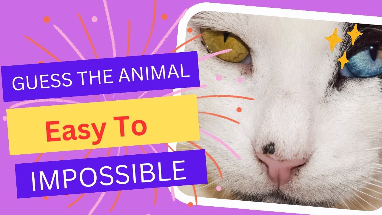 Guess Animals in 3 Seconds | Easy To Hard 🐶🧩🦄🦍 - YouTube