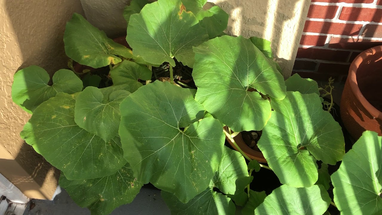 Growing Kabocha squash on my patio - YouTube