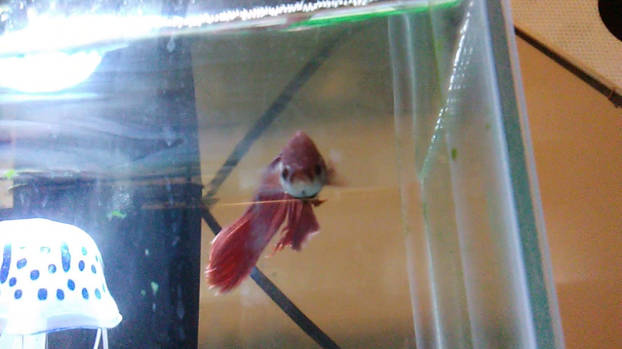 Im a feesh (official meme) - YouTube